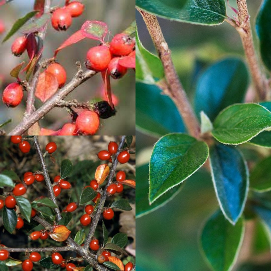 Seeds for Planting, Cotoneaster Simonsii Clean Seed, Simon's ...