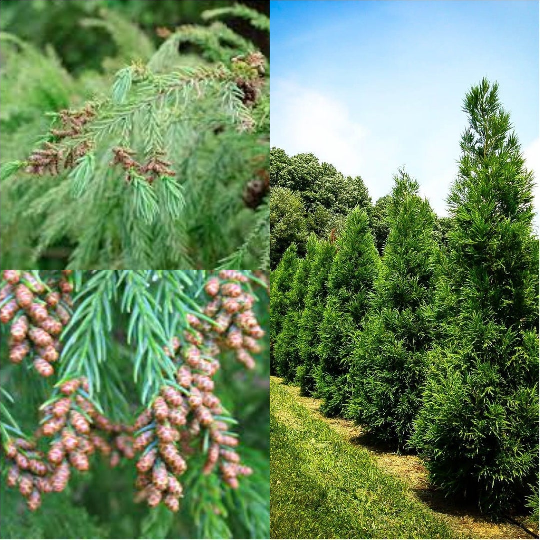 Seeds for Planting, Cryptomeria Japonica Seeds, Japanese Cedar ...