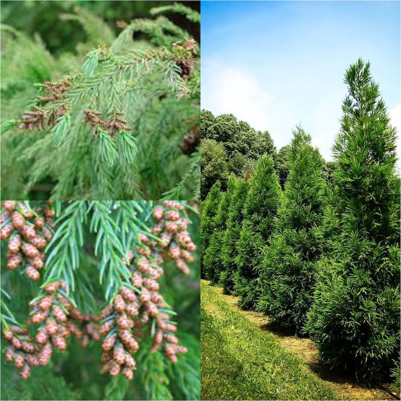 Seeds for Planting, Cryptomeria Japonica Seeds, Japanese Cedar ...