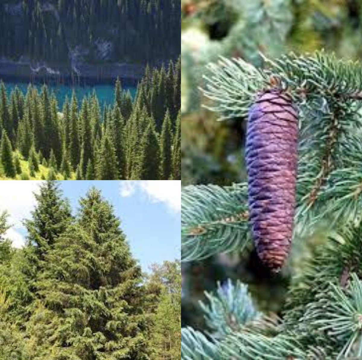 Seeds for Planting, Picea Schrenkiana Seeds, Schrenk's Spruce,~ Bulk ...