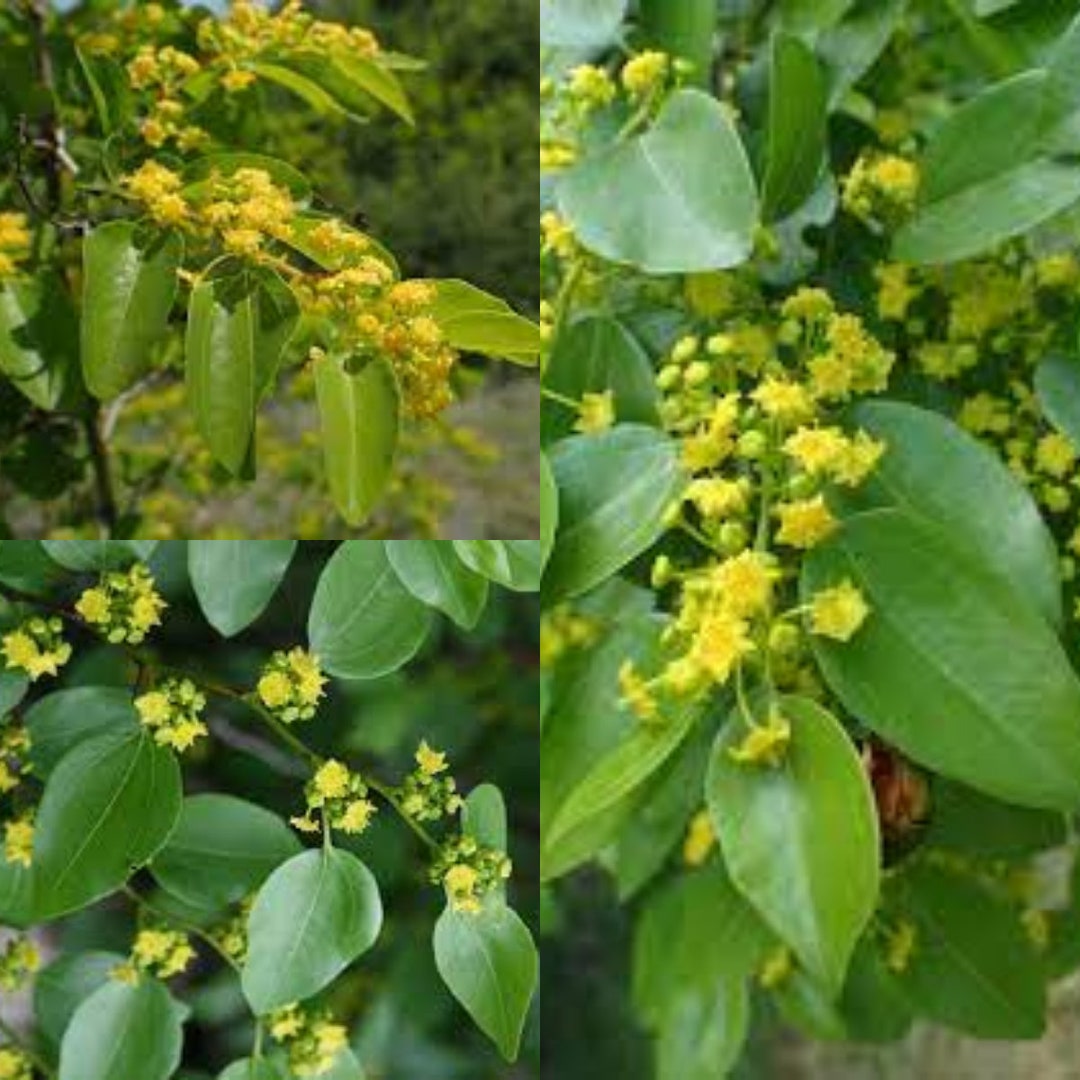 Seeds for Planting, Paliurus Spina-christia Seeds, Christ Thorn, Bulk ...