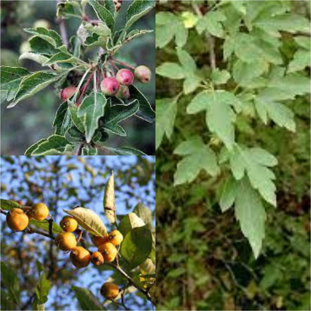 Seeds for Planting, Malus Toringoides Seed, Cutleaf Crab Apple, Cutleaf ...