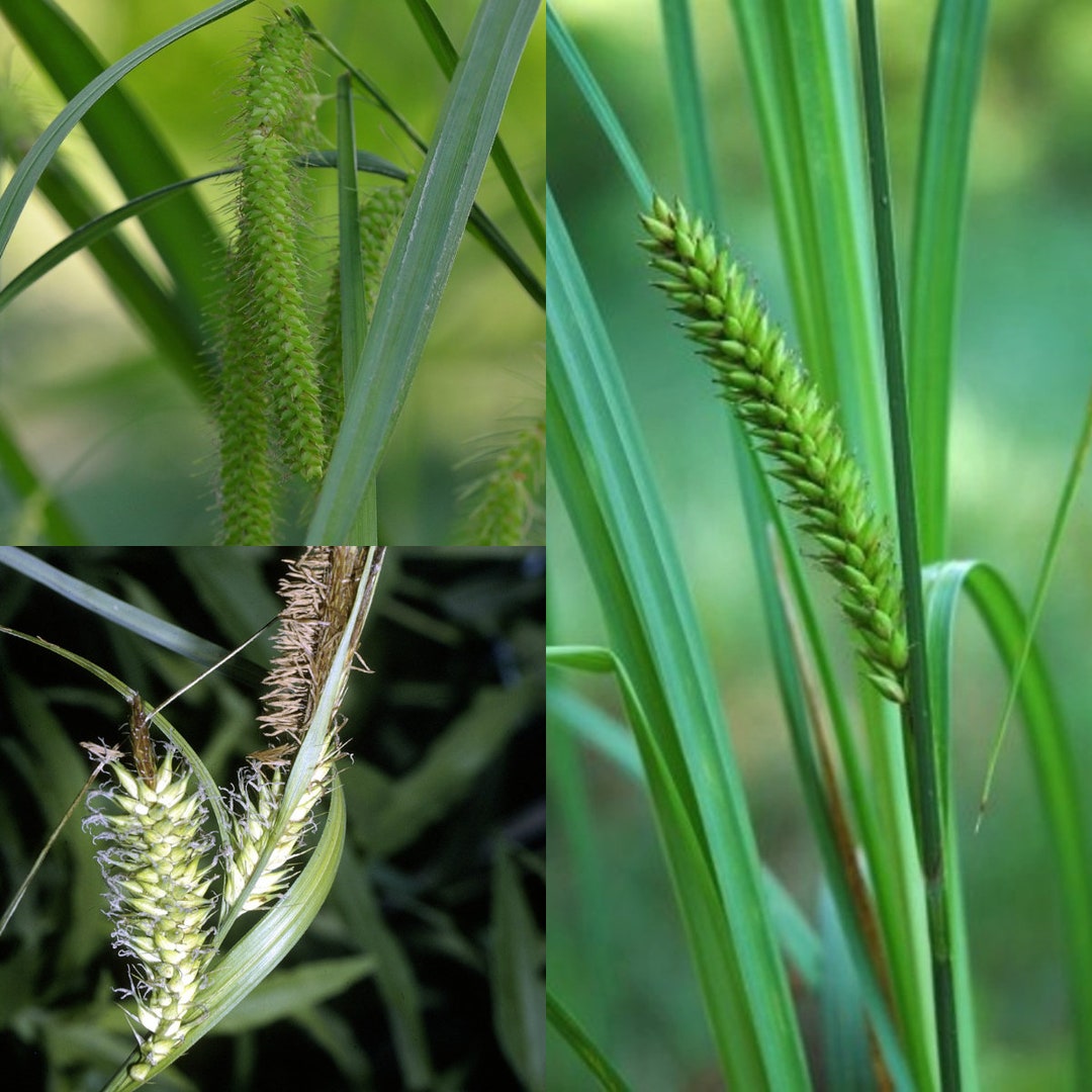 Seeds for Planting, Carex Lacustris Seeds, Common Lake Sedge, Lake ...