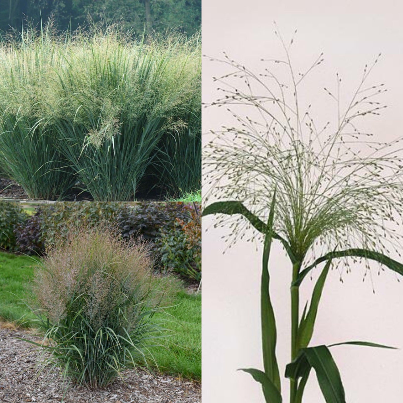 Seeds for Planting, Panicum Virgatum Seeds, Switch Grass, ~ Bulk ...