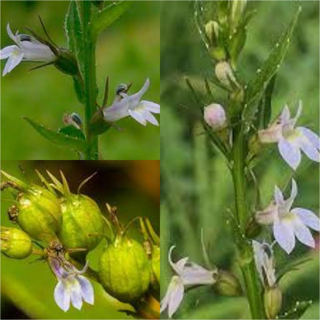 Seeds for Planting, Lobelia Inflata Seeds, Indian-tobacco, Bulk ...