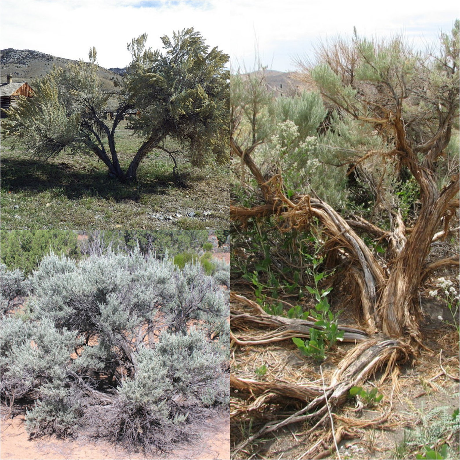 Seeds for Planting, Artemisia Tridentata Seeds, Big Sagebrush ...
