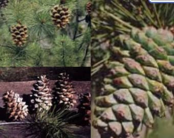 Pine Nut Tree Seeds pinus Pinea Packet of 2 Seeds Palm - Etsy