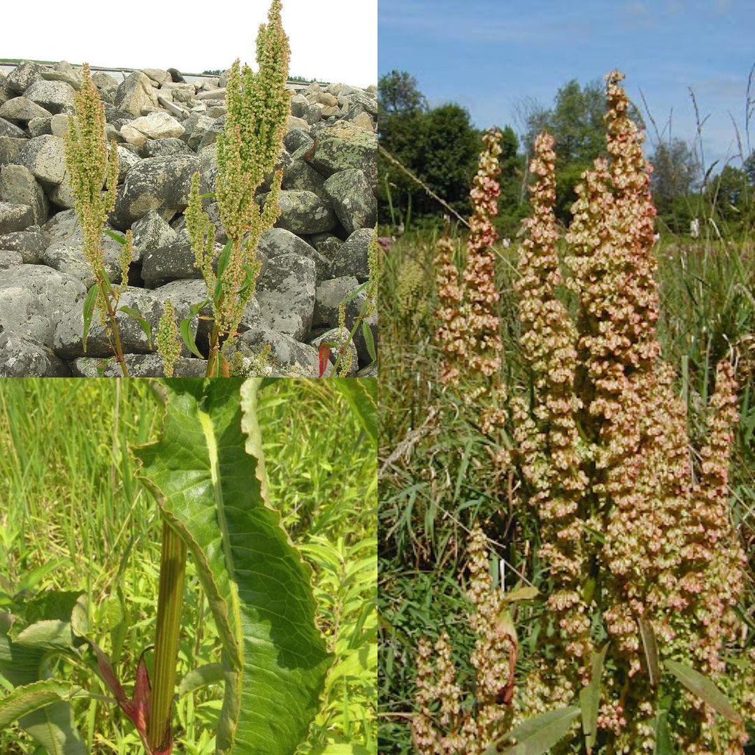 Seeds for Planting, Rumex Orbiculatus Seeds, Great Water Dock, ~ Bulk ...