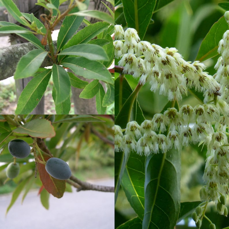 Seeds for Planting, Dicera Sylvestris Seeds, Elaeocarpus Sylvestris ...