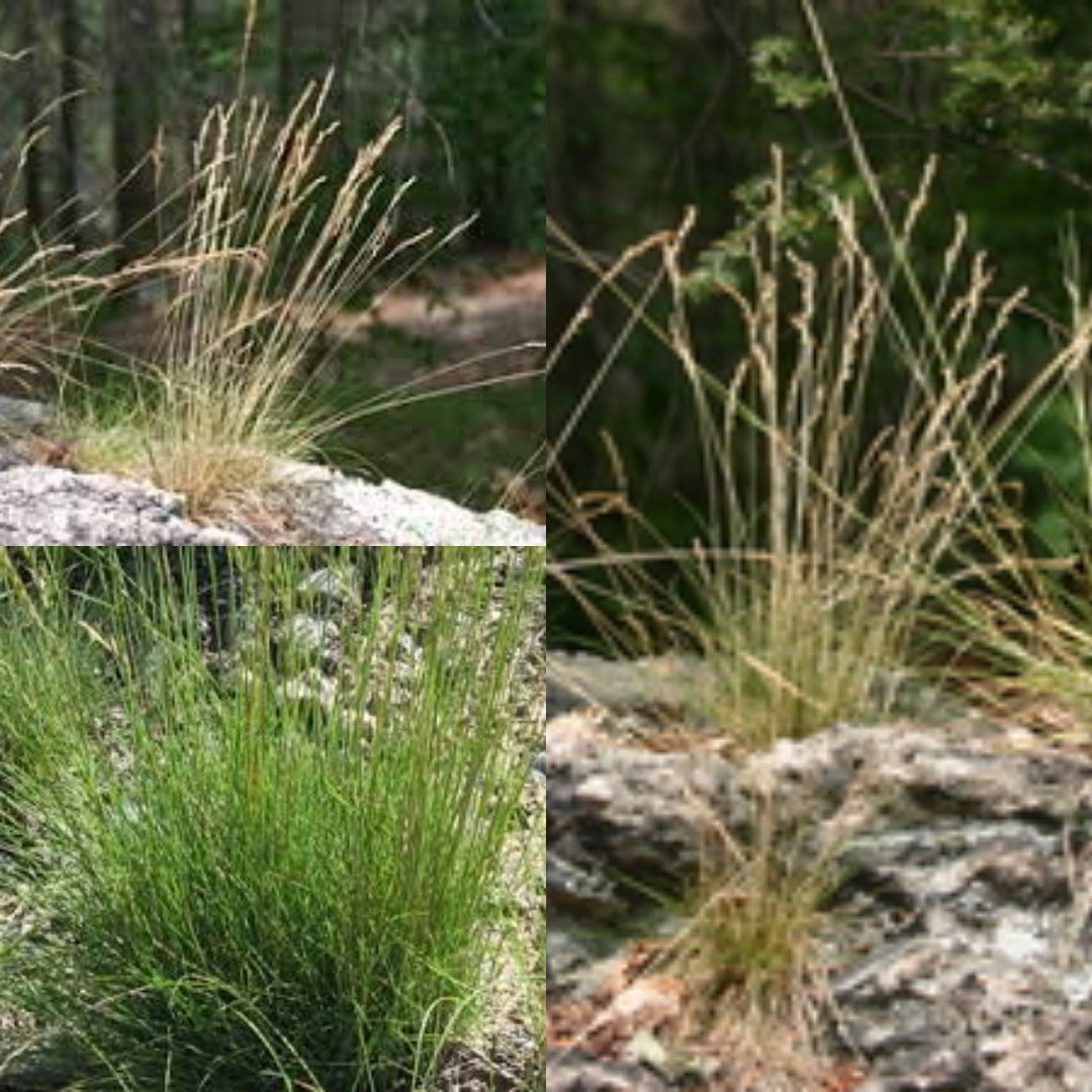 Seeds for Planting, Festuca Ovina Duriuscula Seeds, Hard Fescue, Sheep ...