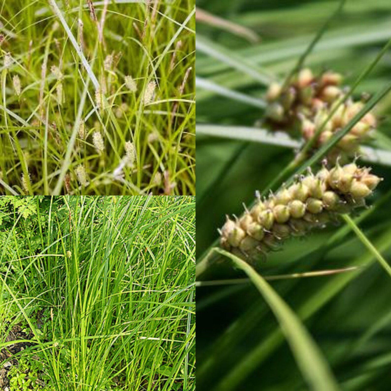 Seeds for Planting, Carex Pellita Seeds, Broad-leaved Woolly Sedge ...
