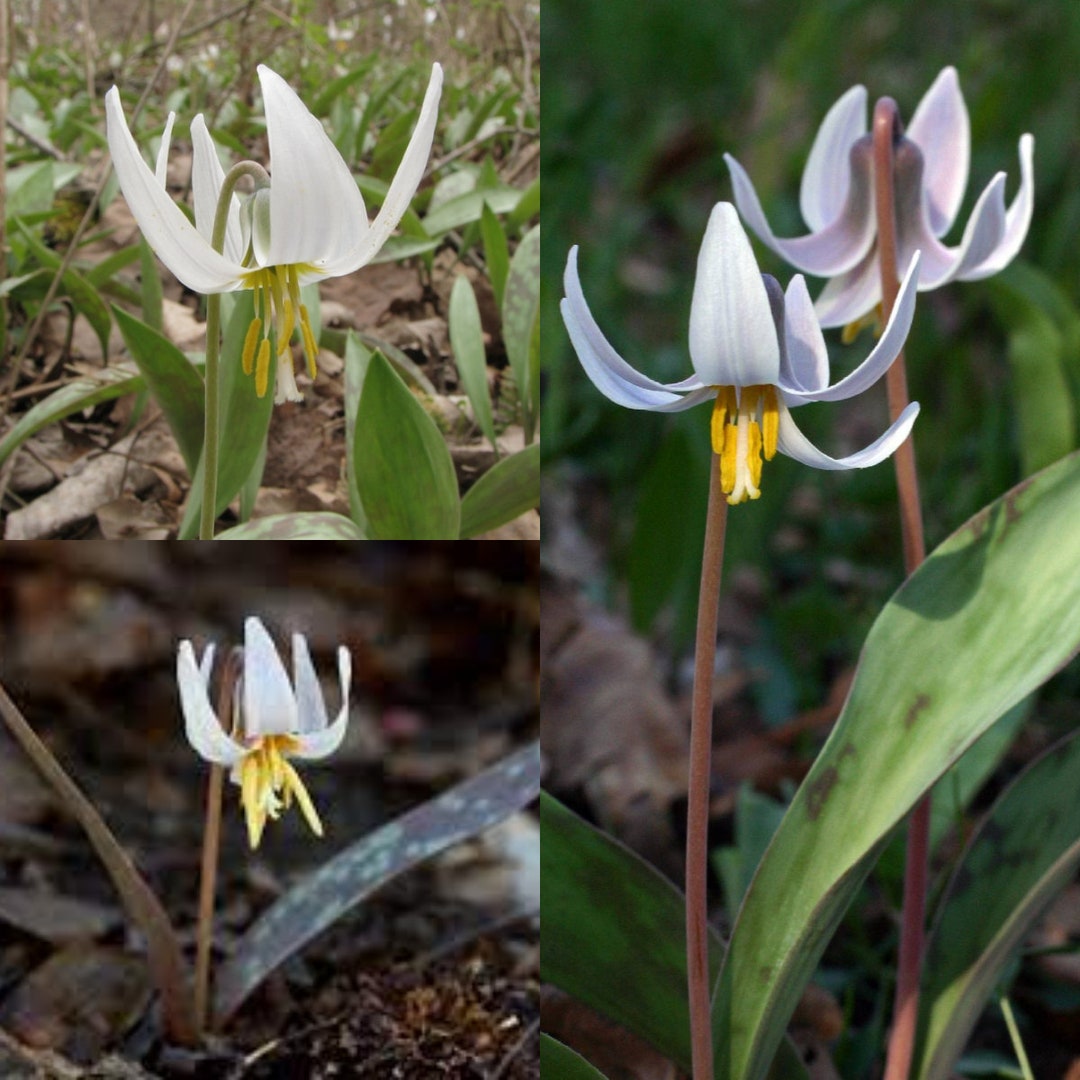 Seeds for Planting, Erythronium Albidum Seeds, White Fawnlily, White ...