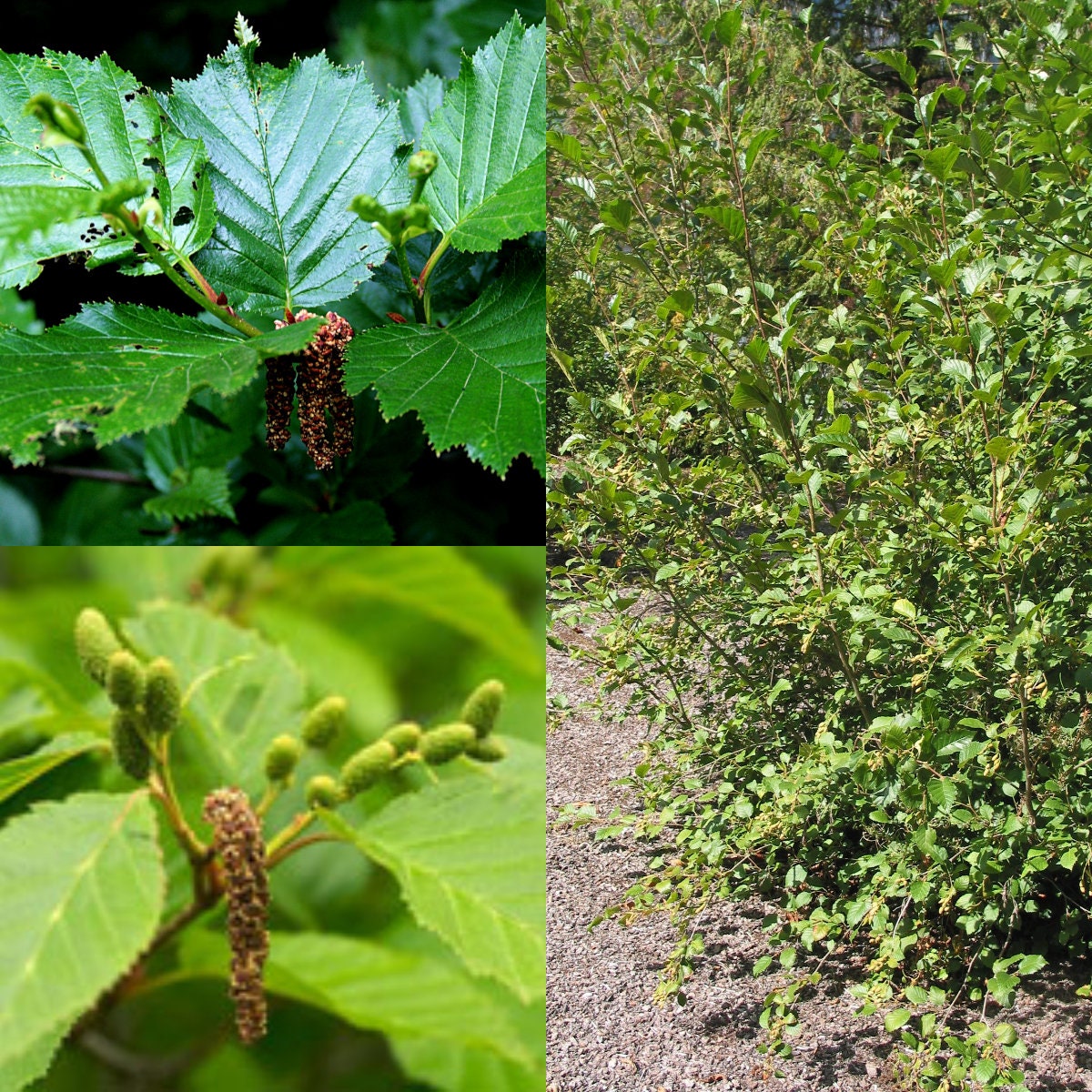 Seeds for Planting, Alnus Sinuata Seeds, Sitka Alder,~ Bulk Wholesale ...