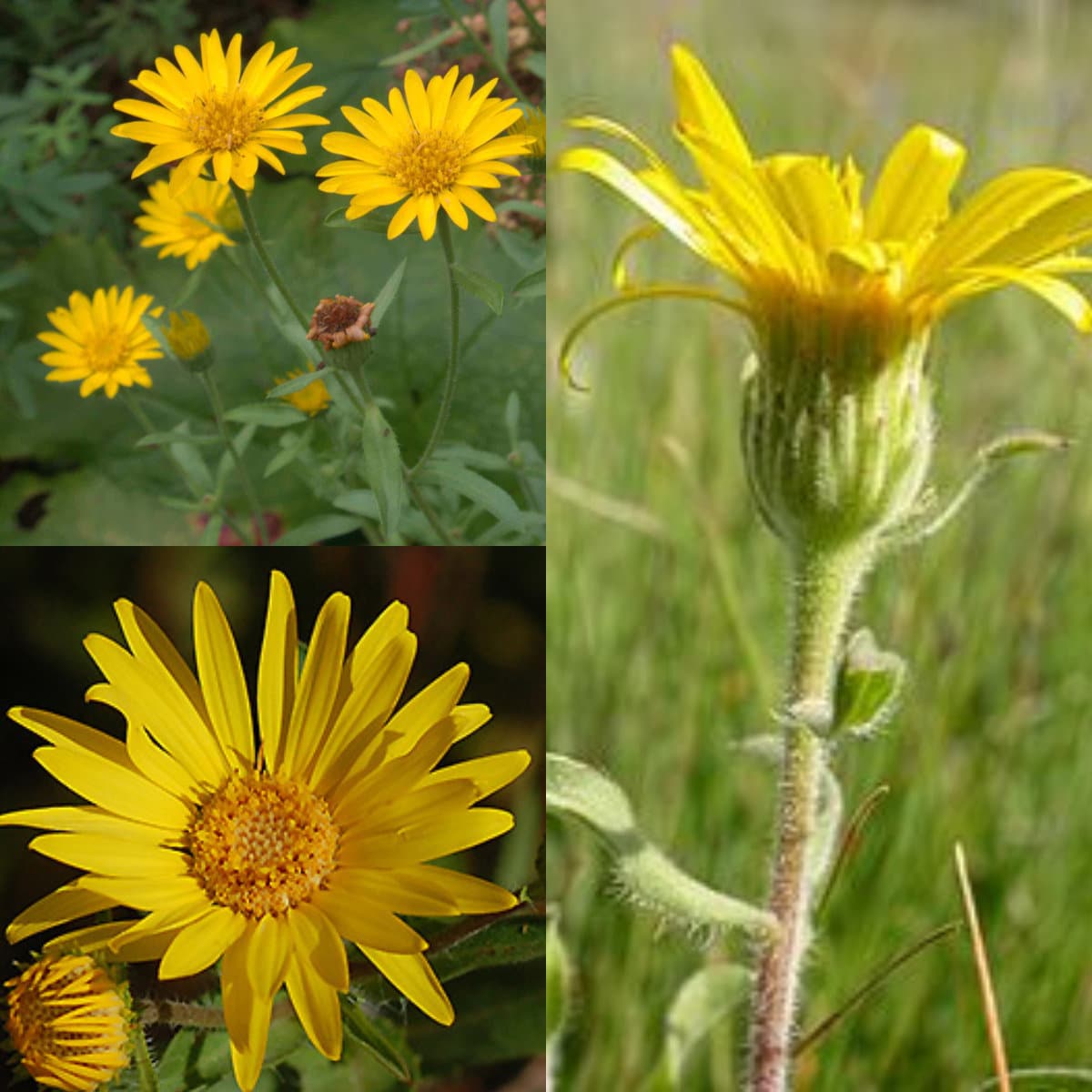 Hairy Golden Aster
