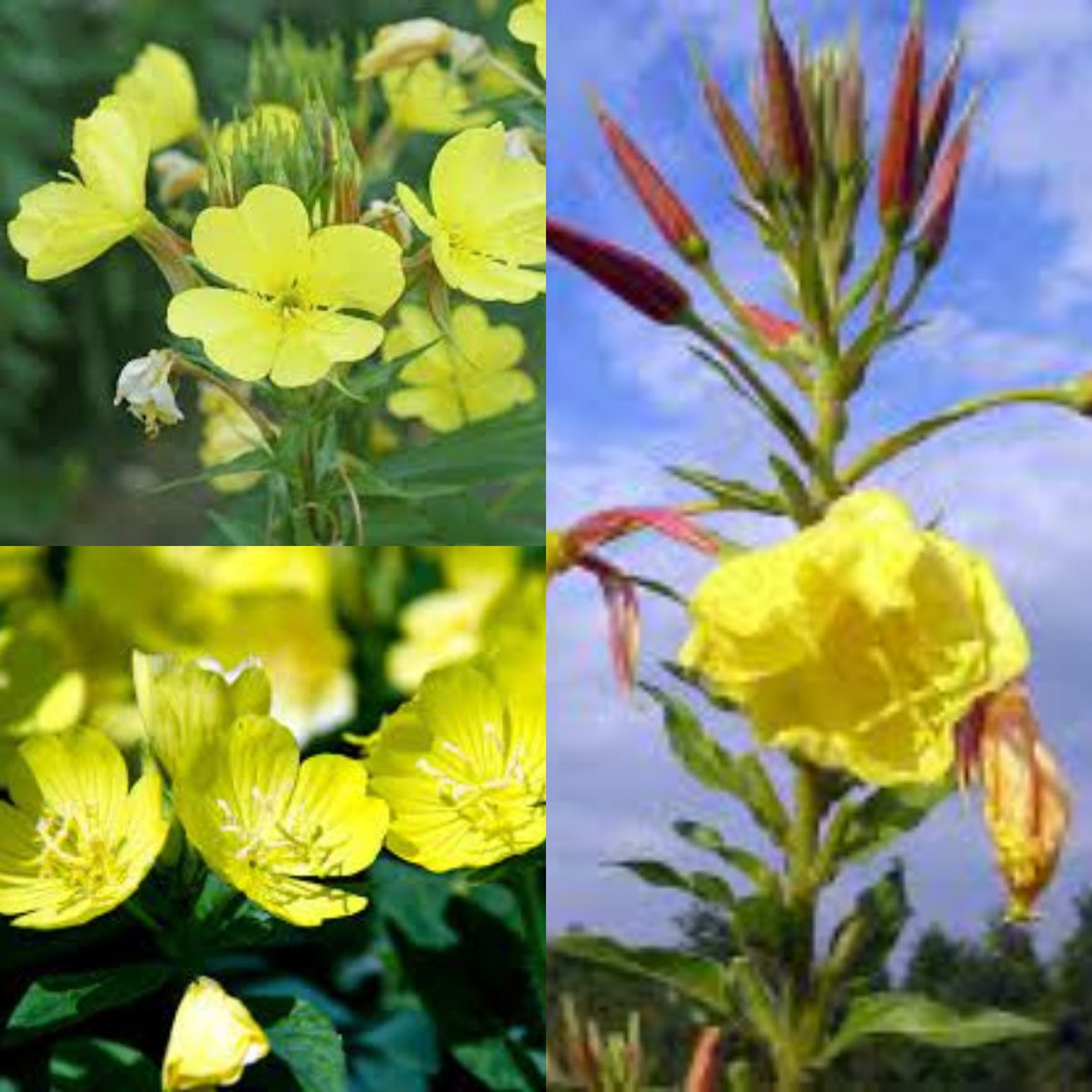 Seeds for Planting, Oenothera Lamarckiana Seeds, Evening Primrose ...
