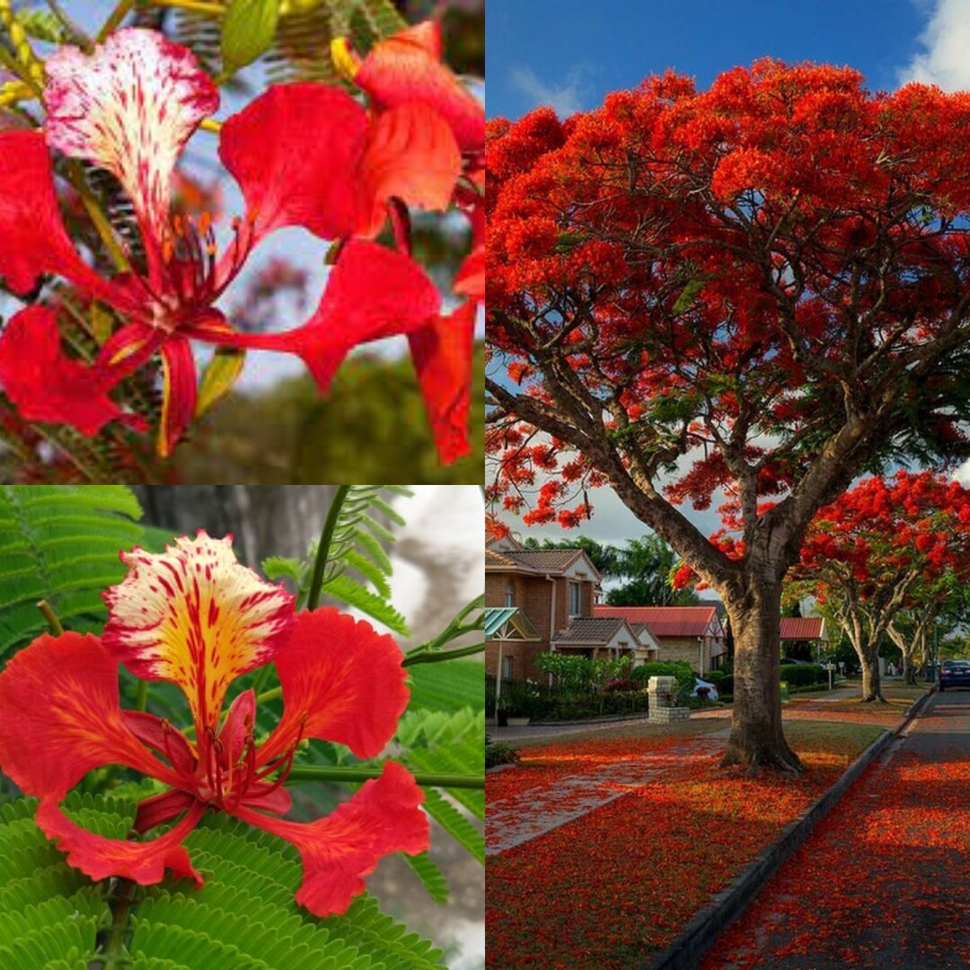 Seeds for Planting, Delonix Regia Seeds, Royal Poinciana, Flame Tree ...