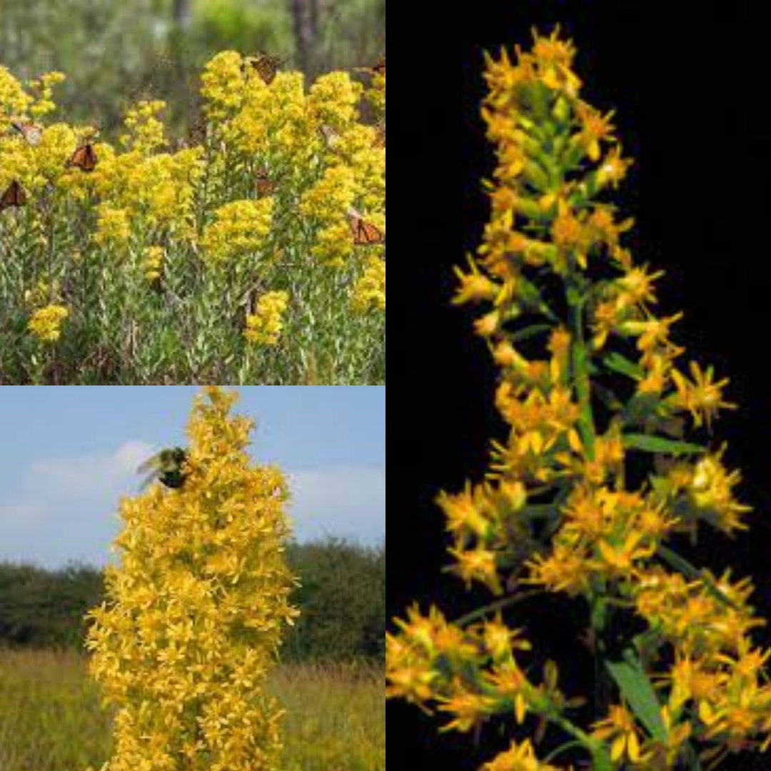 Seeds for Planting, Solidago Seeds, Showy Goldenrodd,~ Bulk Wholesale ...