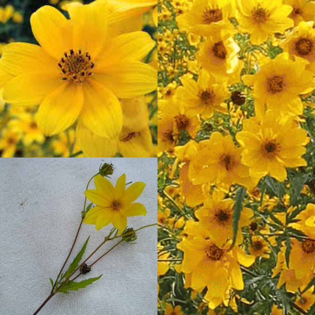 Seeds for Planting, Bidens Aristosa Seeds, Bearded Beggarticks, Western ...