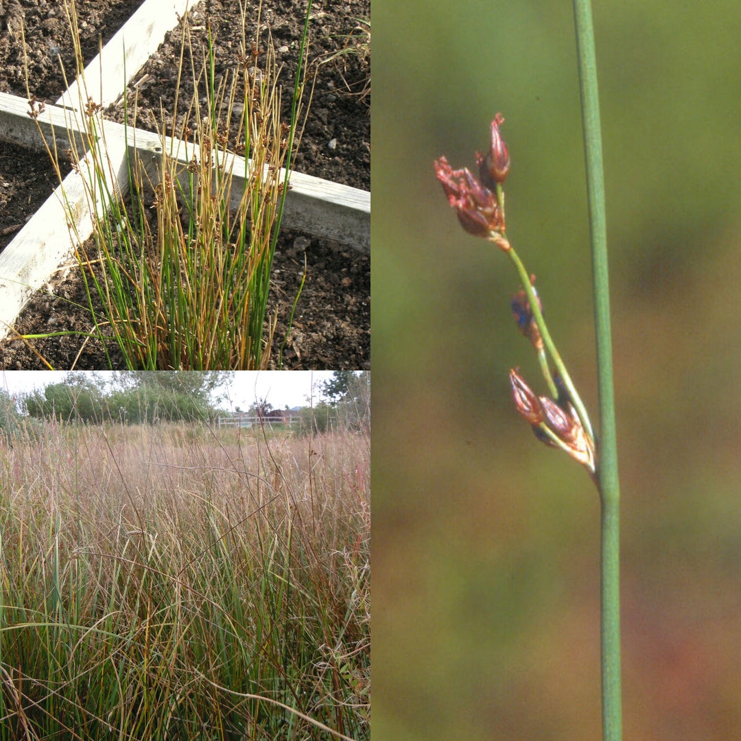 Seeds for Planting, Juncus Balticus Seeds, Baltic Rush, ~ Bulk ...