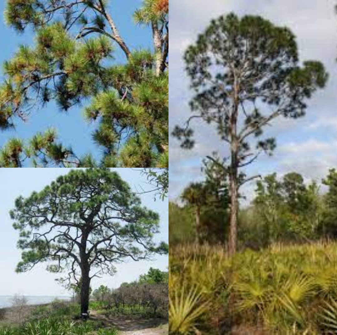 Seeds for Planting, Pinus Elliottii Seeds, Slash Pine,~ Bulk Wholesale ...