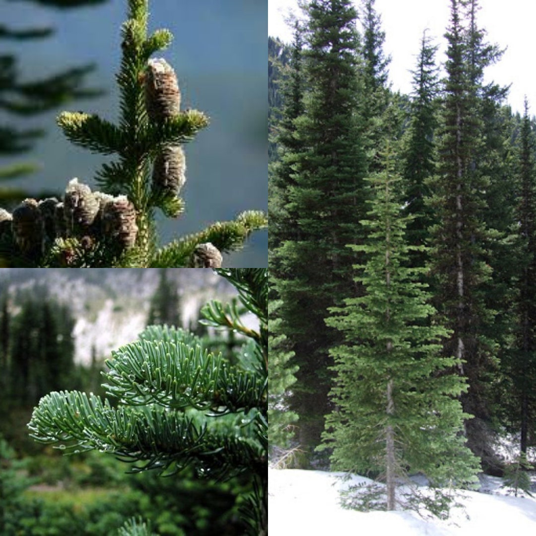Seeds for Planting, Abies Lasiocarpa Seeds, Subalpine Fir Bulk ...