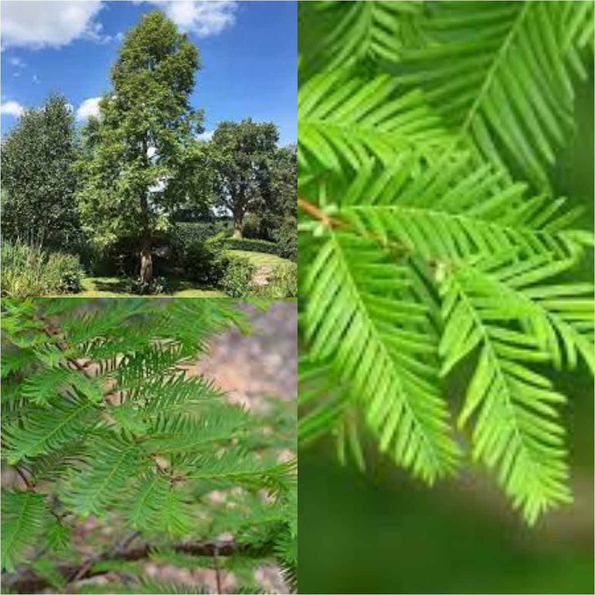 Seeds for Planting, Metasequoia Glyptostroboides Seeds, Dawn Redwood ...