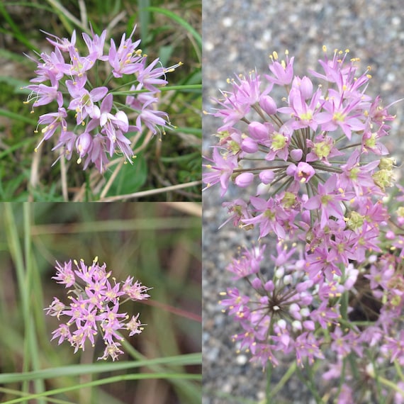 Allium Stellatum