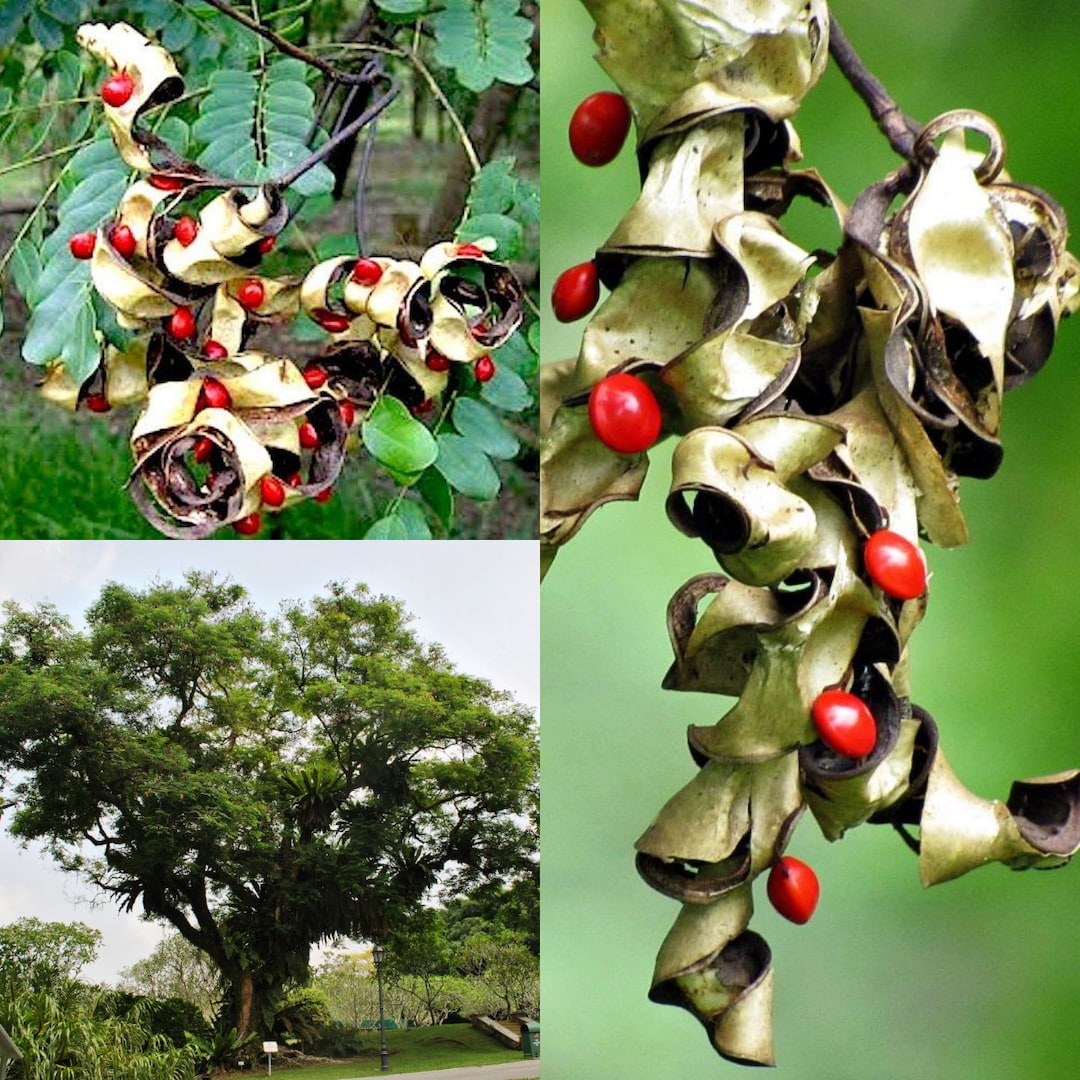 Seeds for Planting, Adenanthera Pavonina Seeds, Red Lucky Seed, Red ...