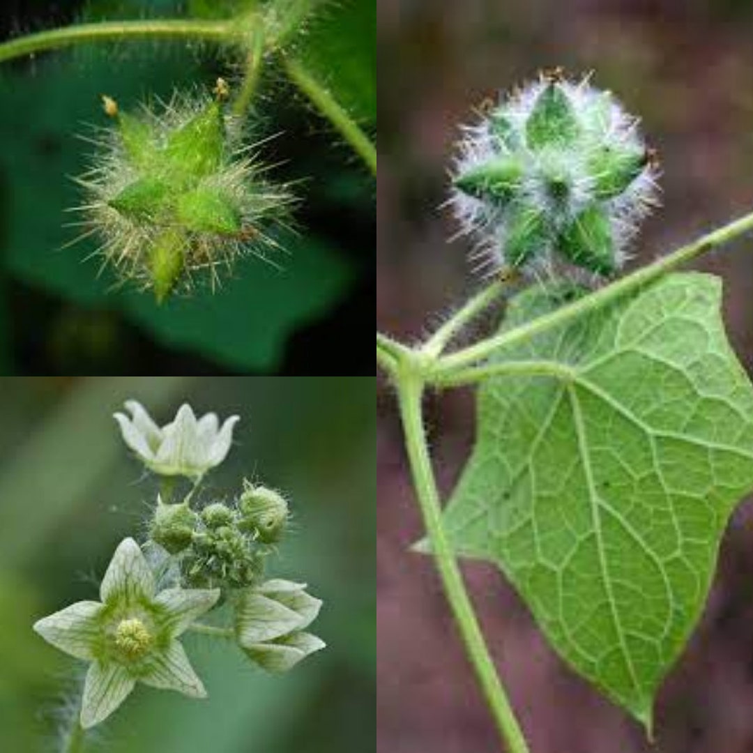 Seeds for Planting, Sicyos Angulatus Seeds, Bur Cucumber, Wall Bur ...