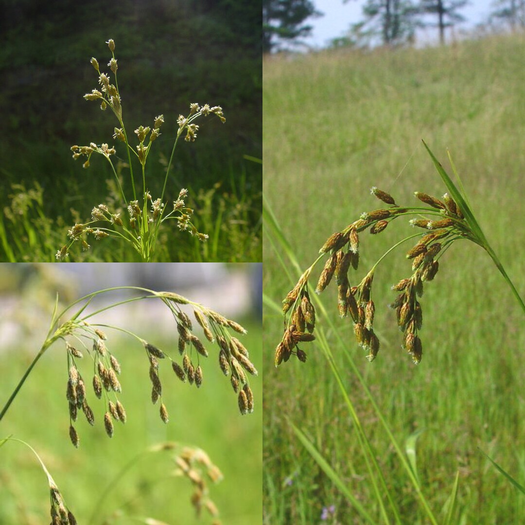 Seeds for Planting, Scirpus Pendulus Seeds, Pendulous Bulrush, Rufous ...