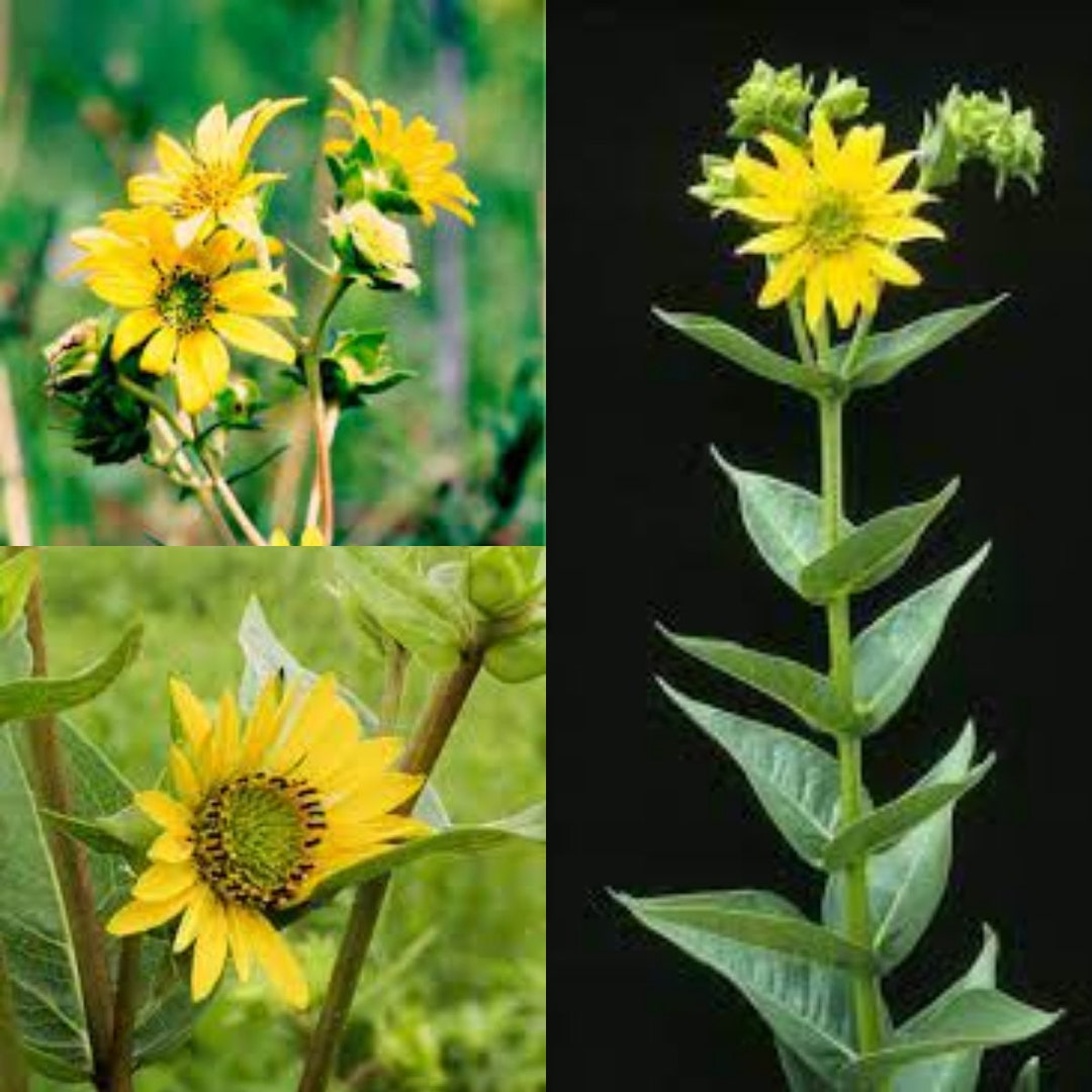 Seeds for Planting, Silphium Integrifolium Seeds, Rosinweed, Wholeleaf ...