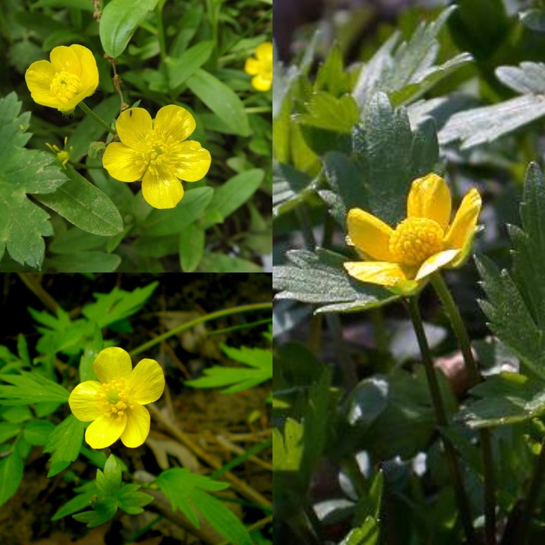 Seeds for Planting, Ranunculus Septentrionalis Seeds, Swamp Buttercup ...