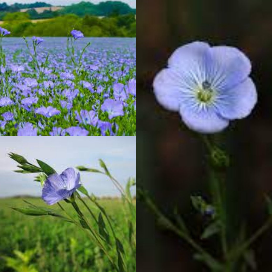 Seeds for Planting, Linum Usitatissimum Seeds, Common Flax, Flax ...