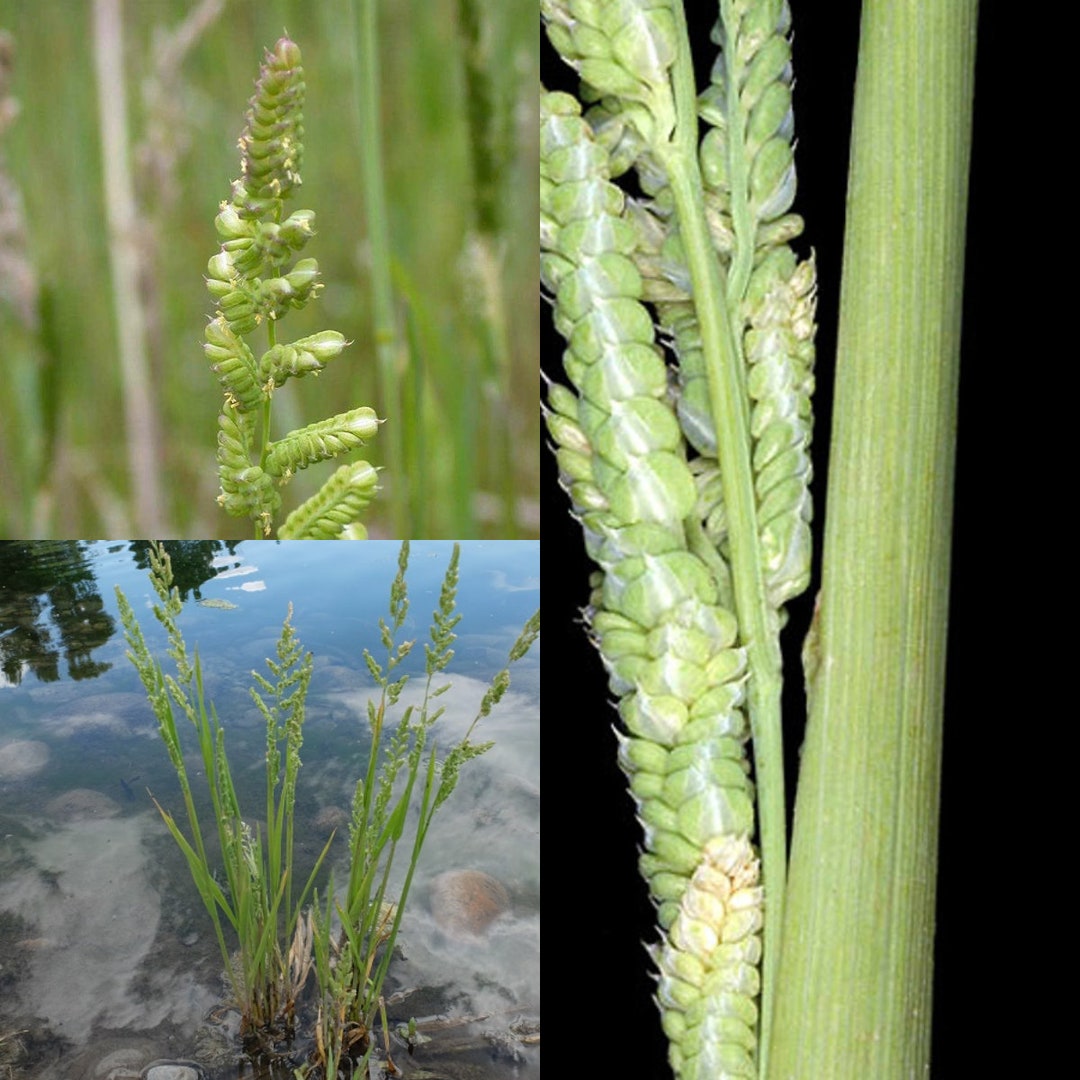 Seeds for Planting, Beckmannia Syzigachne Seeds, Sloughgrass, Slough ...