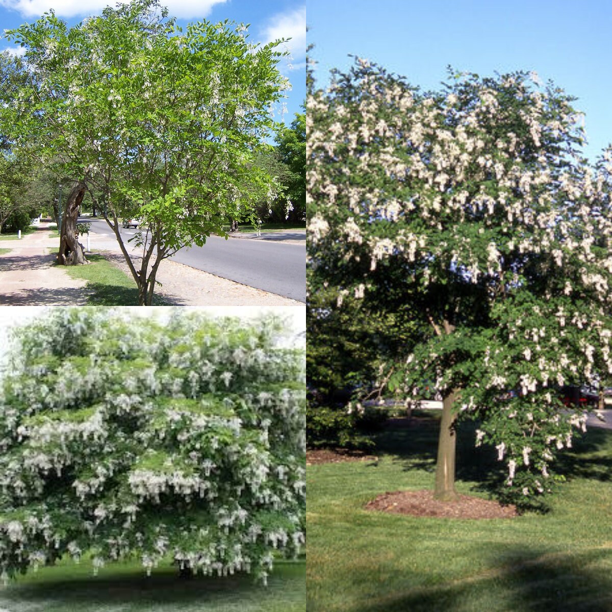 Seeds for Planting, Cladrastis Lutea Seeds, Yellowwood, Kentucky ...