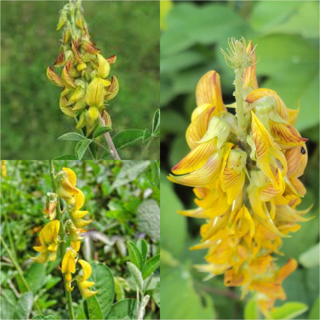 Seeds for Planting, Crotalaria Pallida Seeds, Smooth Rattlebox, ~ Bulk ...