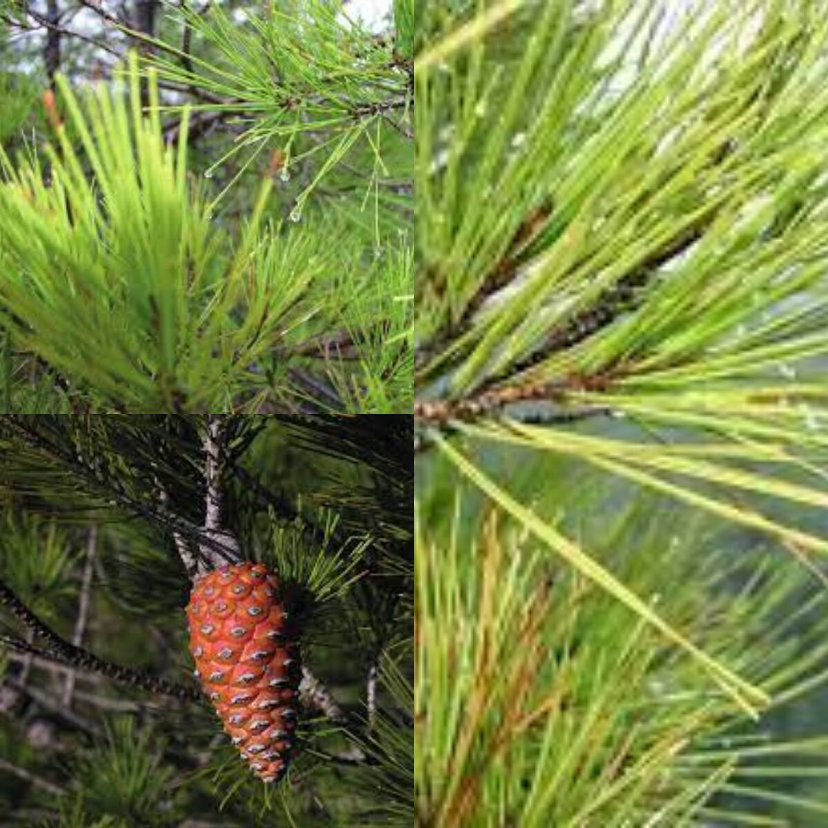 Seeds for Planting, Pinus Halepensis Brutia Seeds, Calabrian Pine ...