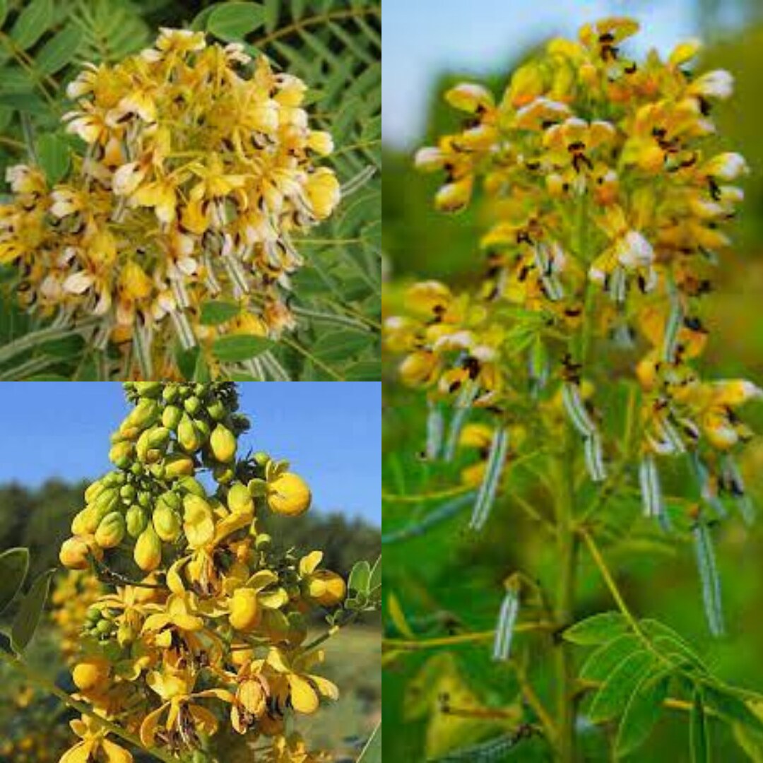 Seeds for Planting, Senna Hebecarpa Seeds, Wild Senna,~ Bulk Wholesale ...