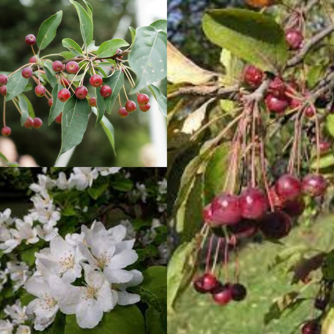 Seeds for Planting, Malus Mandshurica Seeds, Manchurian Crabapple ...