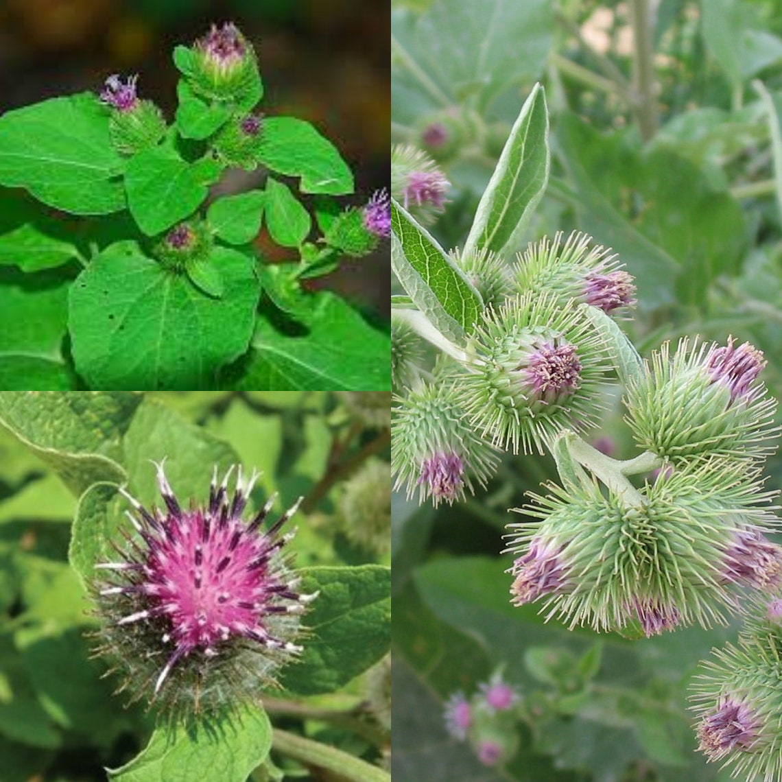 Seeds for Planting, Arctium Minus Seeds, Lesser Burdock, Common Burdock ...