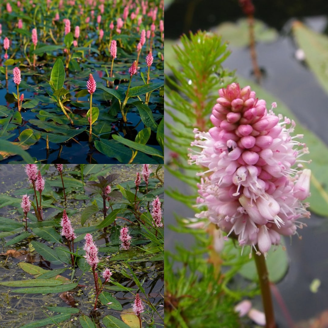 Seeds for Planting, Persicaria Amphibia Seeds, Marsh Smartweed ...