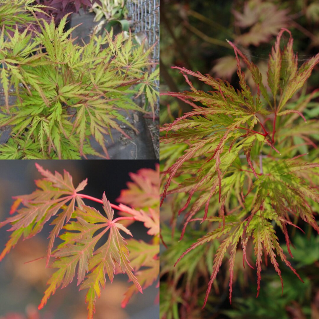 Seeds for Planting, Acer Palmatum Matsumurae Autumn Fire Dry Seed ...