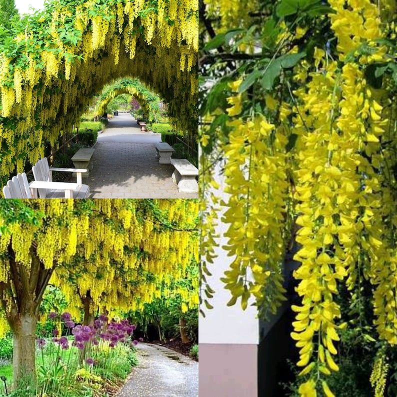 Seeds for Planting, Laburnum Anagyroides Seeds, Golden Chain Tree ...