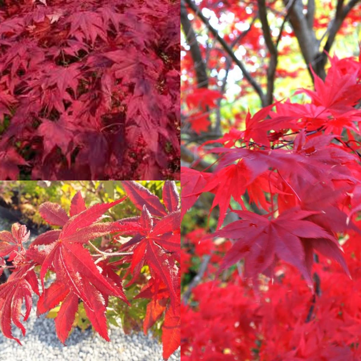 Seeds for Planting, Acer Palmatum Matsumurae O Kagami Dry Seed, O ...