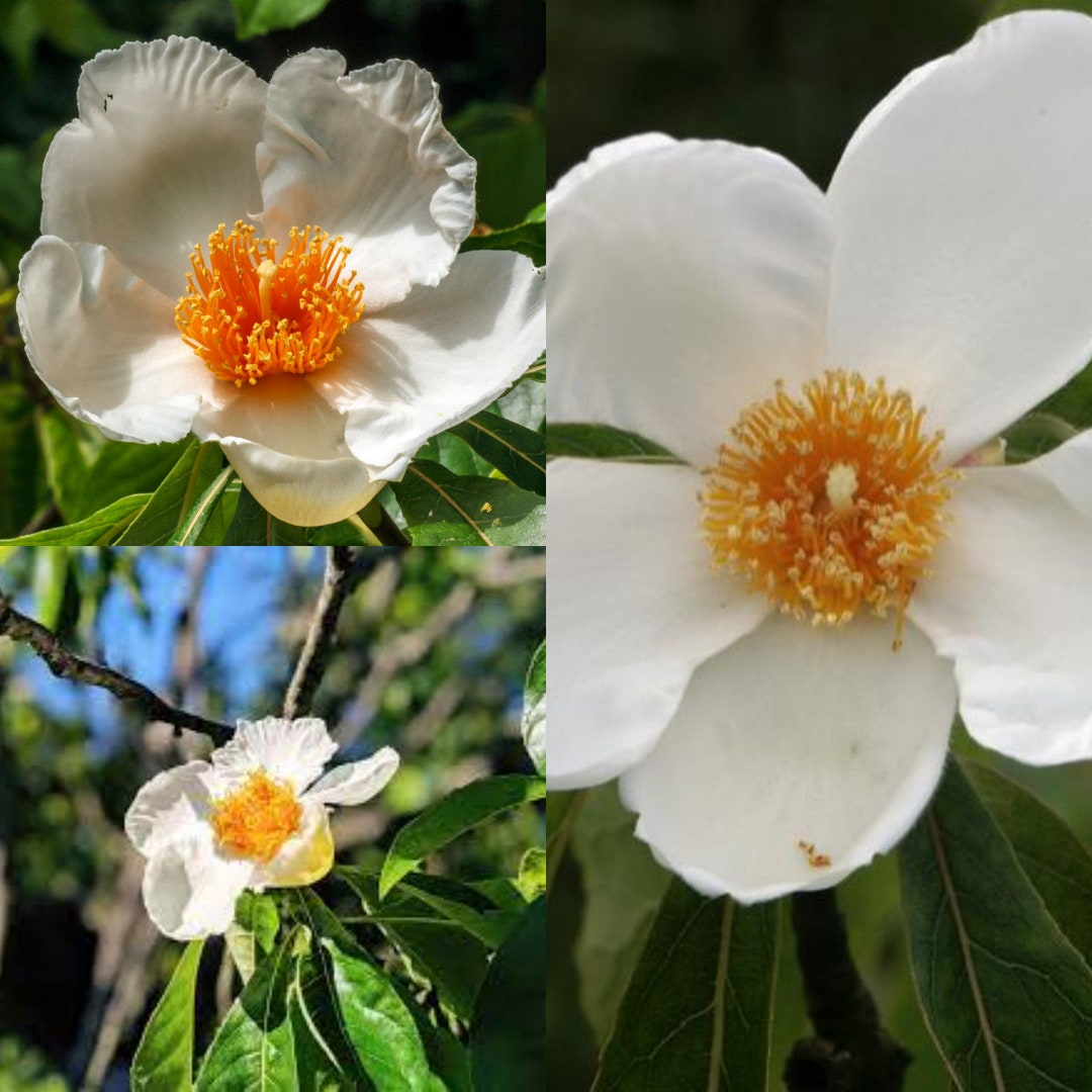 Seeds for Planting, Franklinia Alatamaha Seeds, Franklin Tree ...