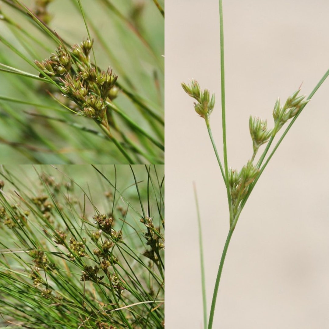 Seeds for Planting, Juncus Tenuis Seeds, Slender Rush, Path Rush, Field ...