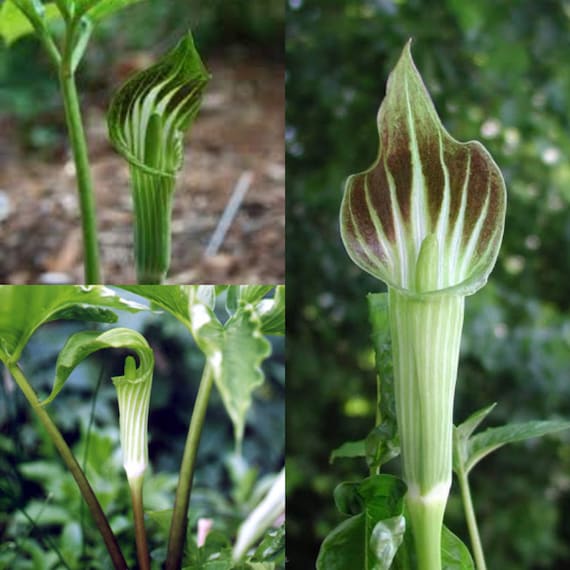 Arisaema Seeds