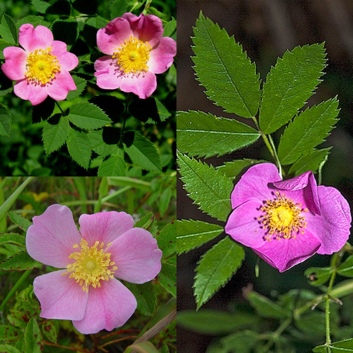 Rosa Carolina Pasture Rose
