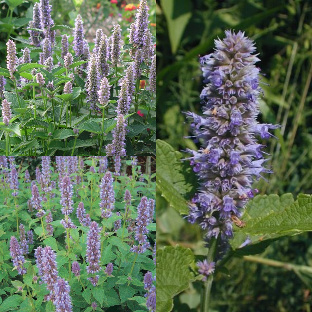 Seeds for Planting, Agastache Foeniculum Seeds, Anise Hyssop, Blue ...