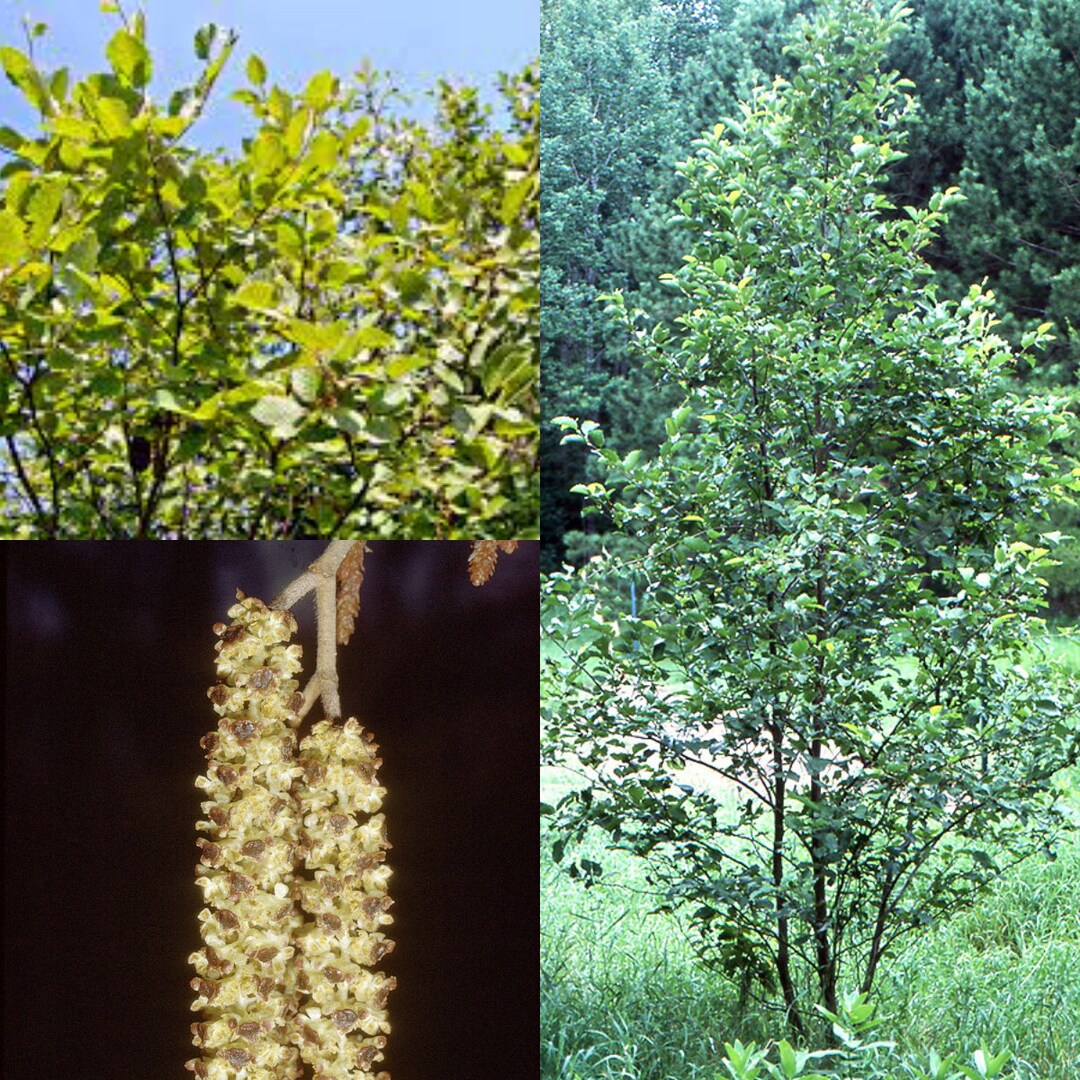 Seeds for Planting, Alnus Incana Rugosa Seeds, Hazel Alder, Speckled ...